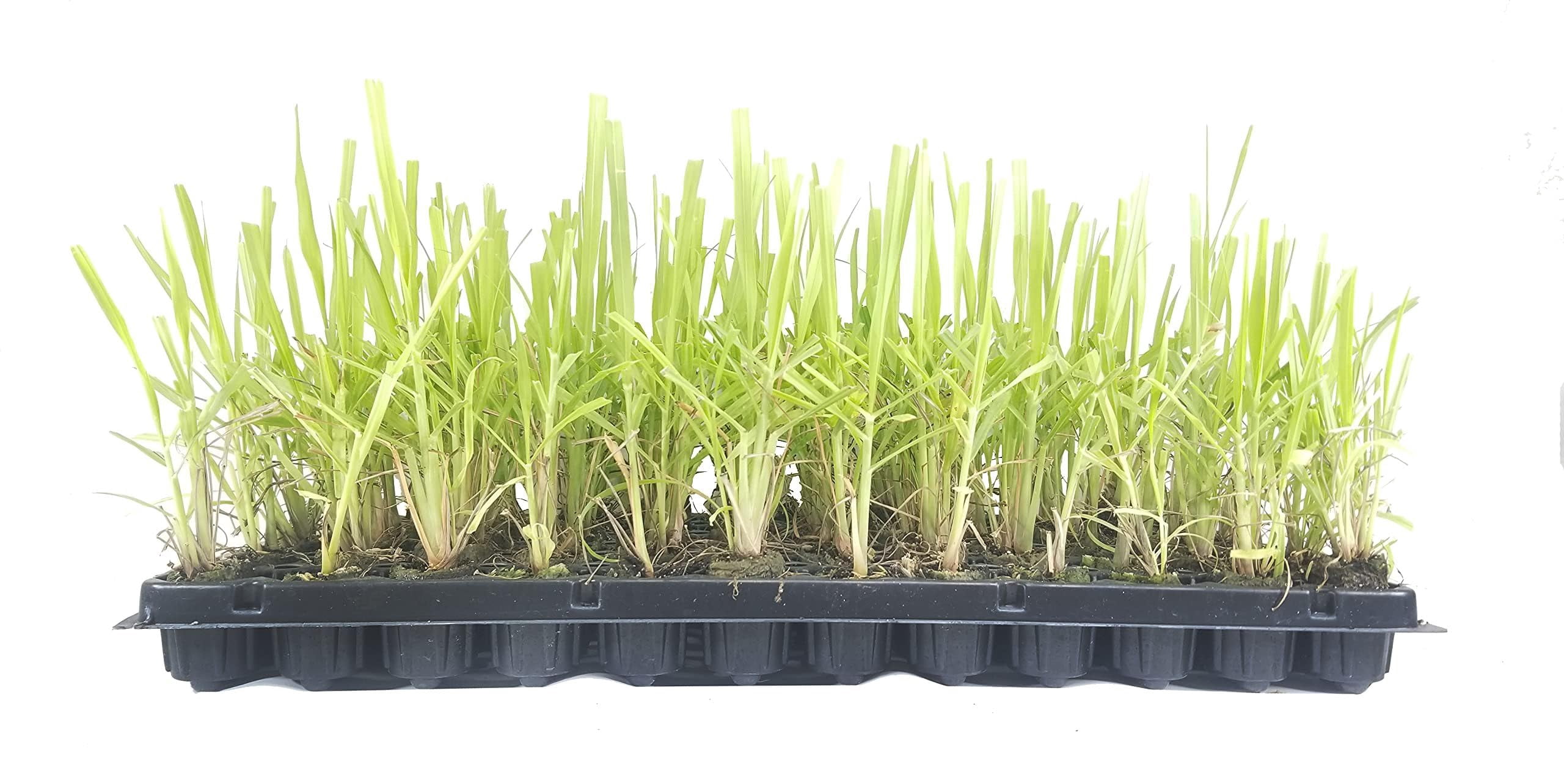 Lemongrass Plant | 10 Live Plants | Cymbopogon Citratus | Low ...