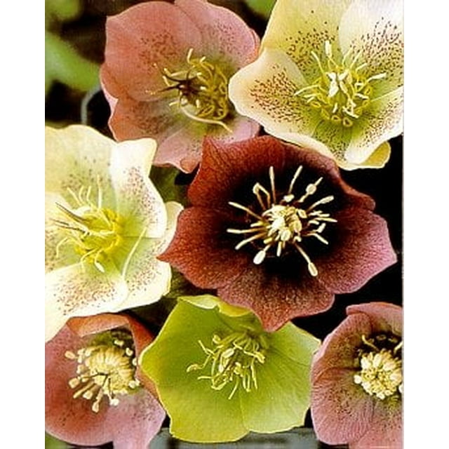 Lenten Rose 10 Seeds - Helleborus - Shade Perennial - Walmart.com