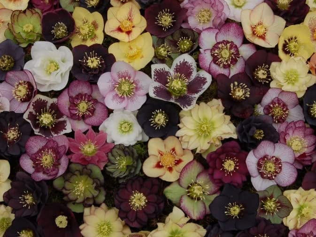 Lenten Rose Seeds for Planting - Helleborus orientalis - Rare Flower ...