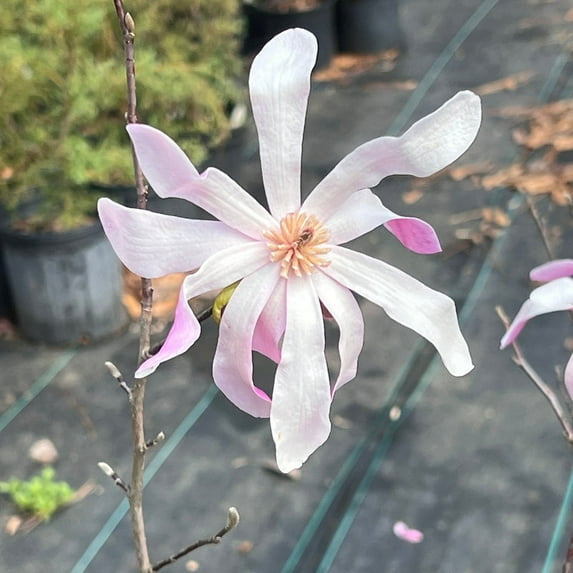 Leonard Messel Magnolia Live Tree-1 Gallon - Walmart.com