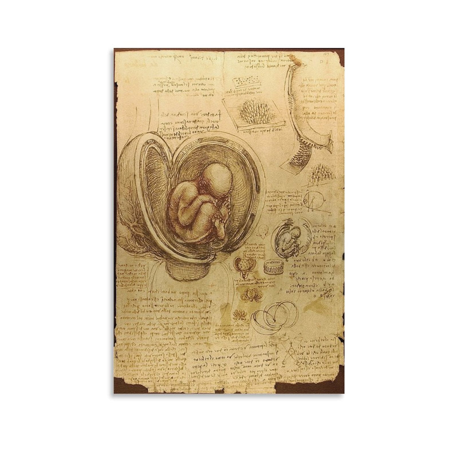 Leonardo Da Vinci Studies of The Fetus in The Womb by Da Vinci Posters ...