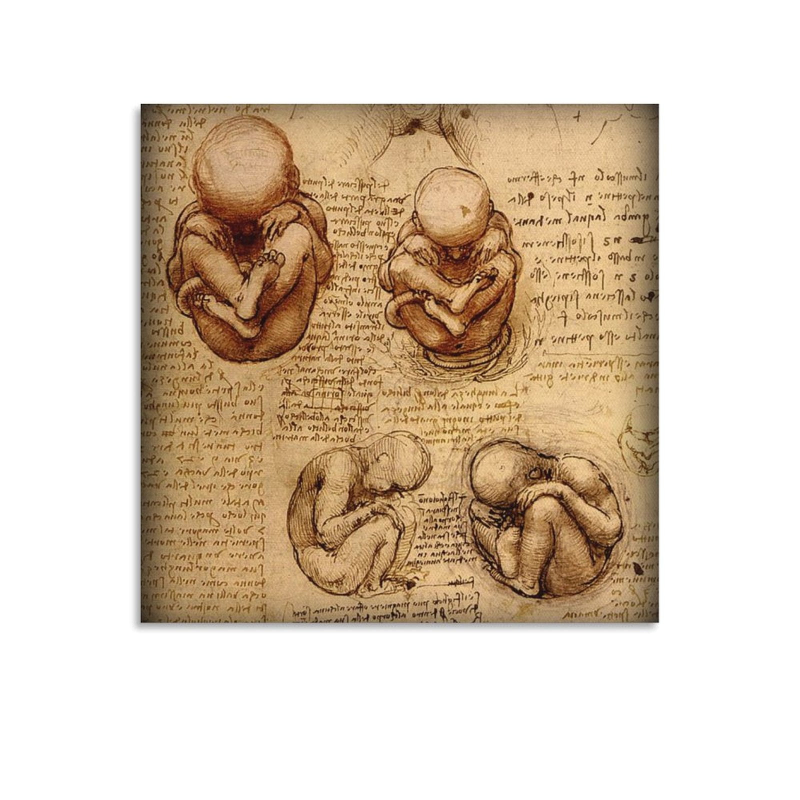 Leonardo Da Vinci - Views Foetus Womb by Leonardo Da Vinci Posters Home ...