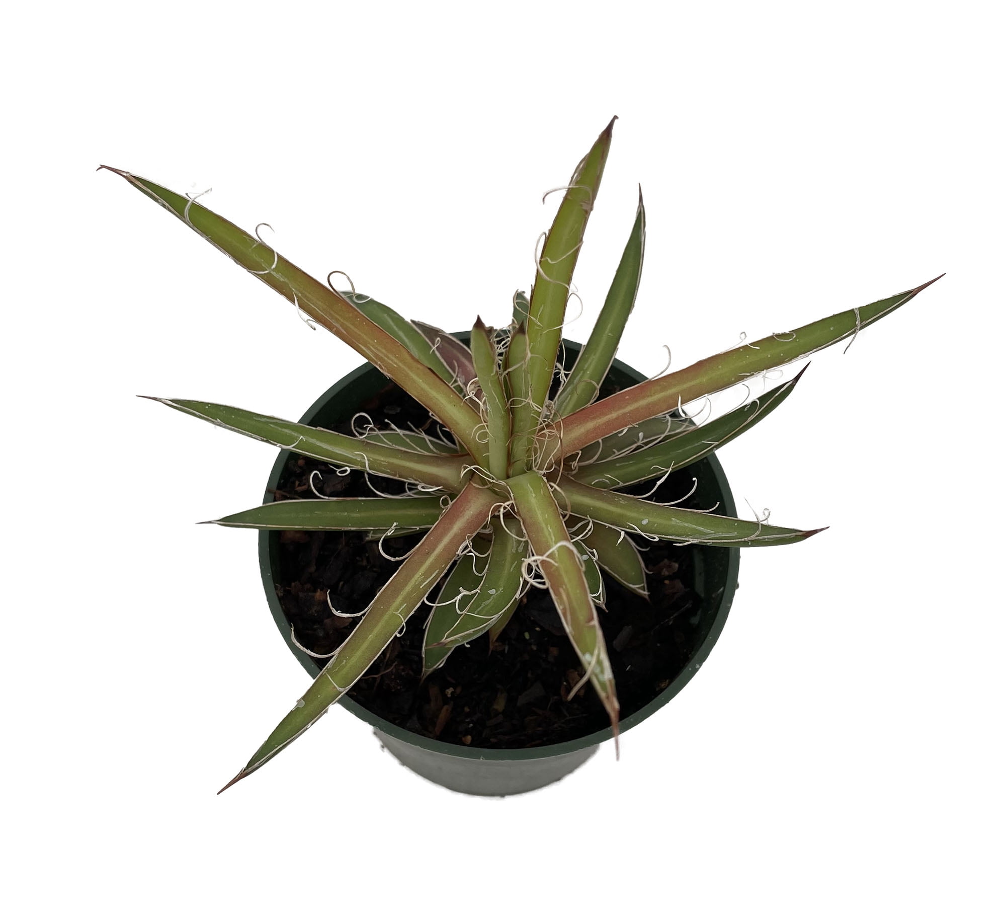 Leopard Agave Plant - Agave leopoldii - 4" Pot - House Plant - Walmart.com