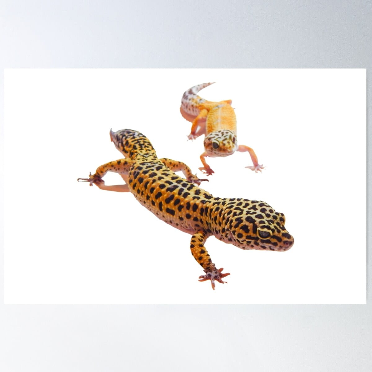 Leopard Gecko Pair Poster Wall Art, Modern Wall Decor For Living Room ...