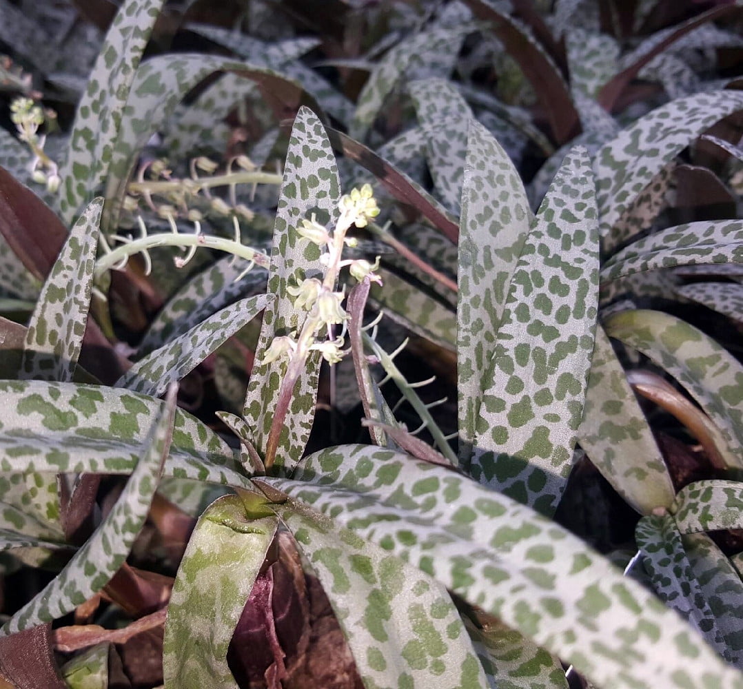 Leopard Lily Plant - Silver Squill - Scilla violacea - 6" Pot - Easy ...