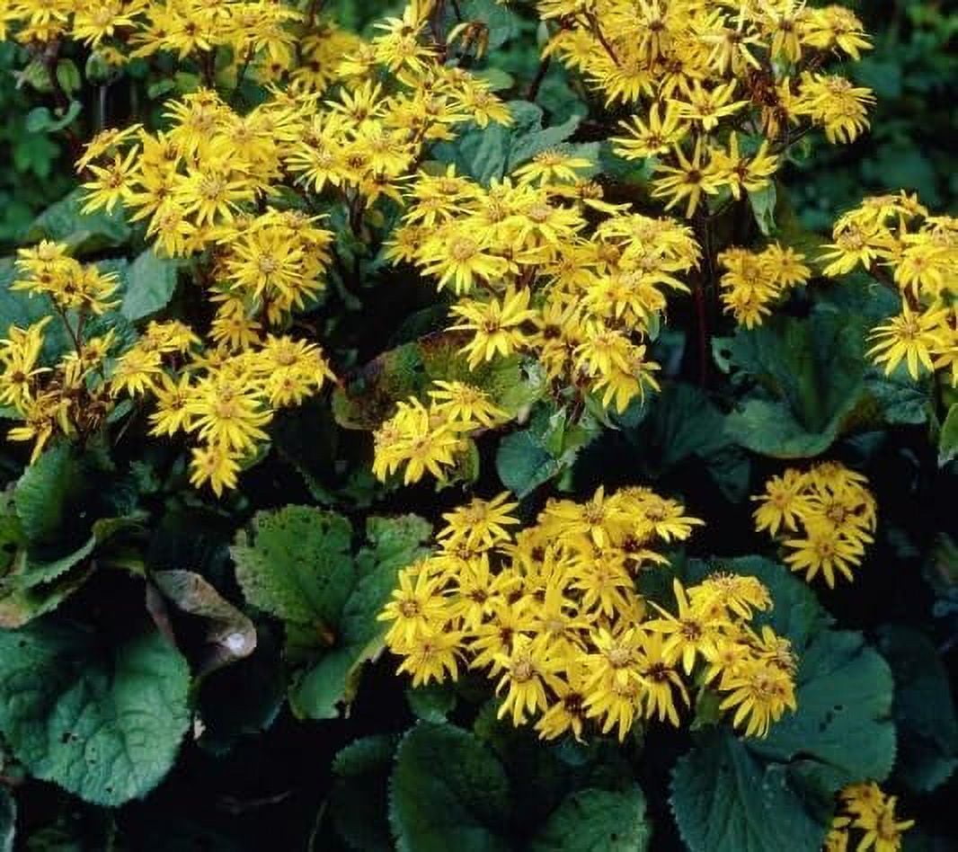 Leopard Plant Bulbs for Planting - Ligularia Flower Bulbs (10 Bulbs ...