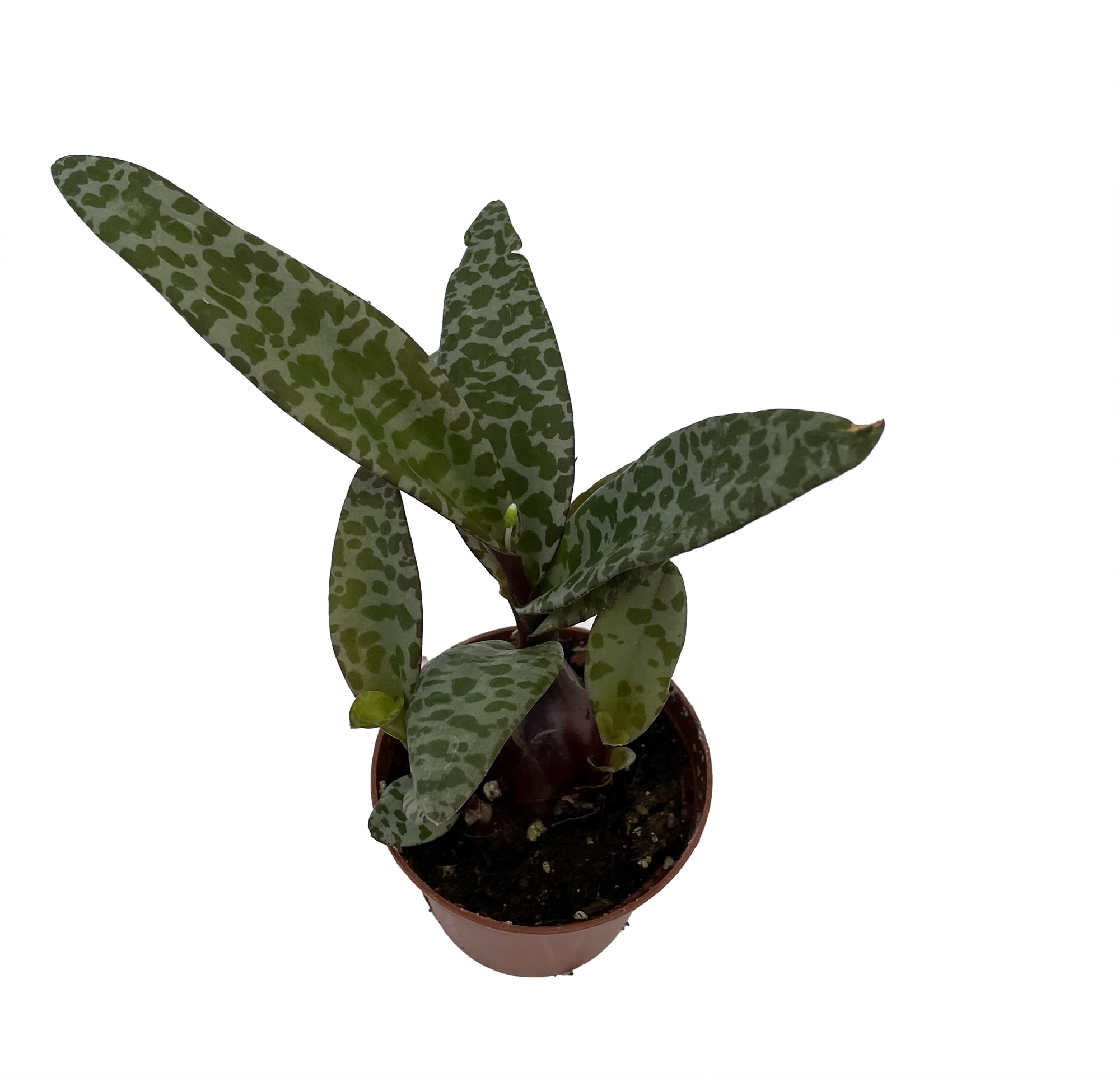 Leopard Plant - Silver Squill - Scilla violacea - 2.5" Pot - Easy ...