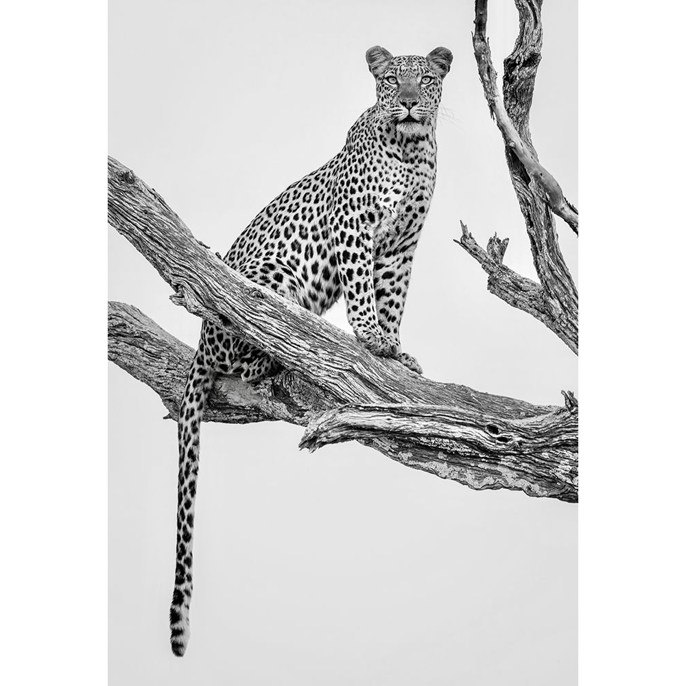 Leopard Portrait - Mono Var Poster Print - Rob Darby - Walmart.com