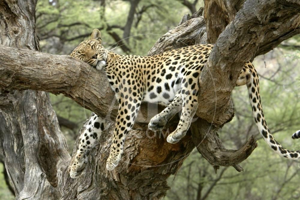Leopard Resting in Tree, Animals Unframed Photographic Print Wall Art ...