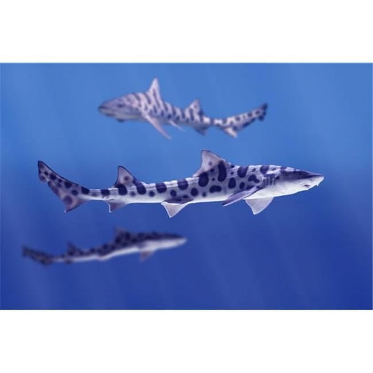 Leopard Sharks Poster Print - Walmart.com