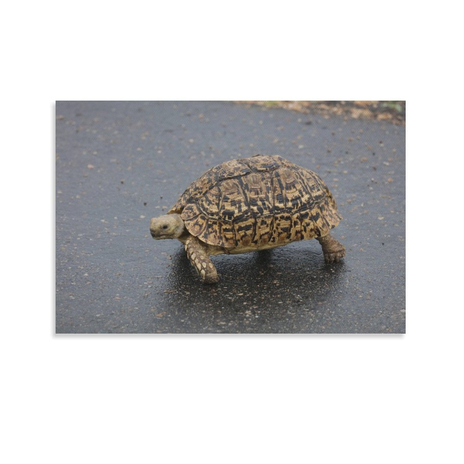 Leopard Tortoise Turtle South Africa Canvas Art Poster And Wall Art Picture Print Modern Family ...