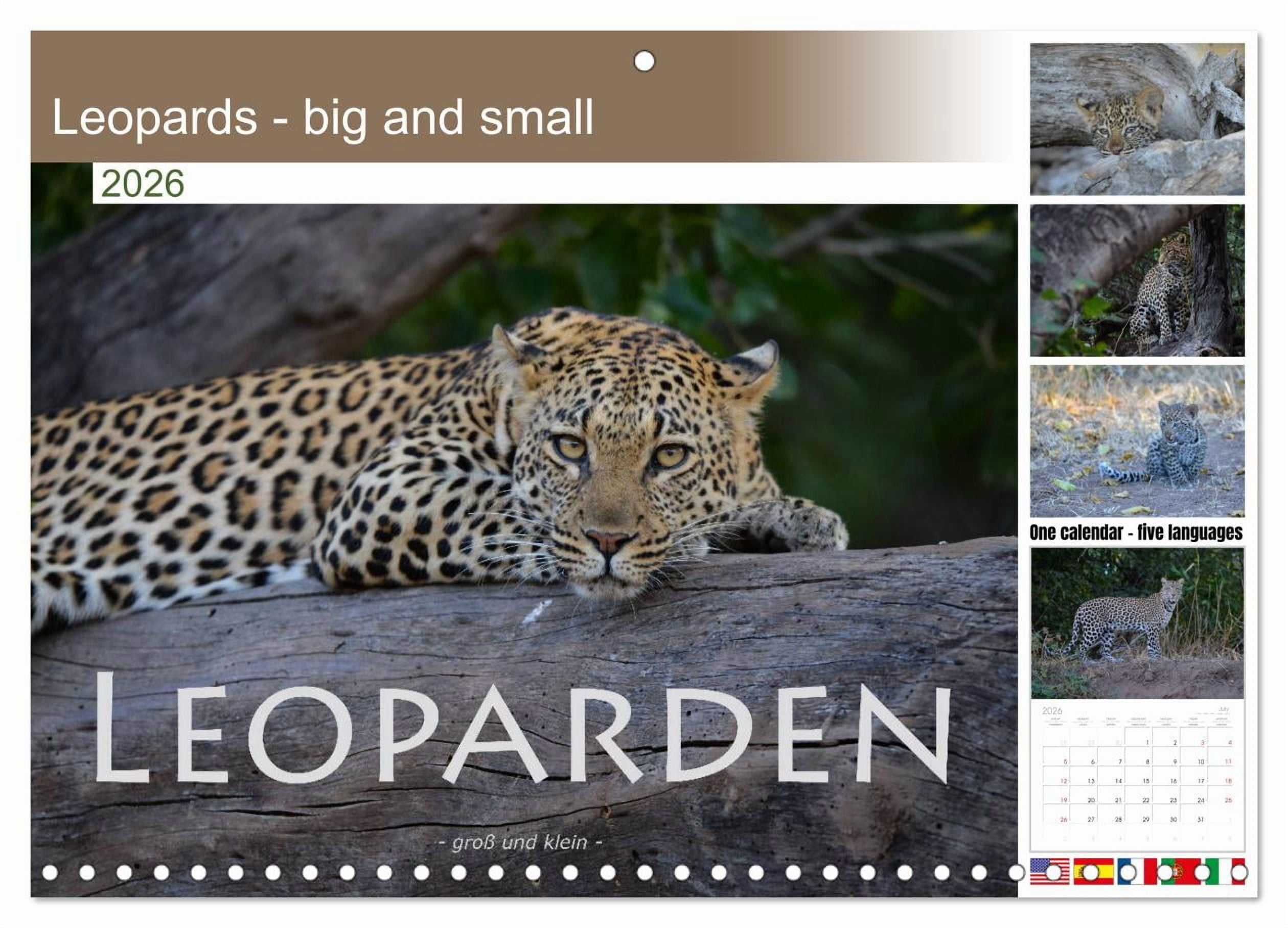Leopards - big and small (Monthly Wall Calendar 2026 11.7 x 16.5 (open ...