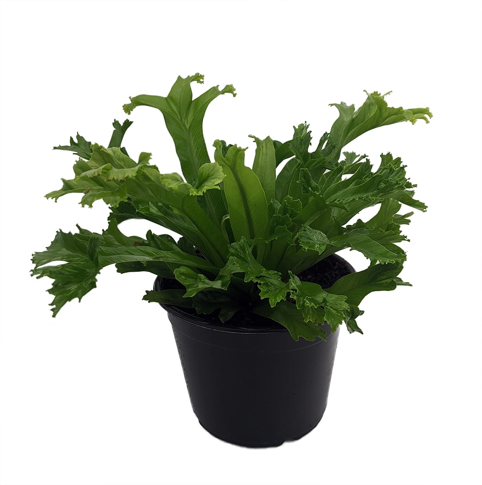 Leslie Crested Japanese Bird's Nest Fern - 6" Pot - Asplenium - Walmart.com