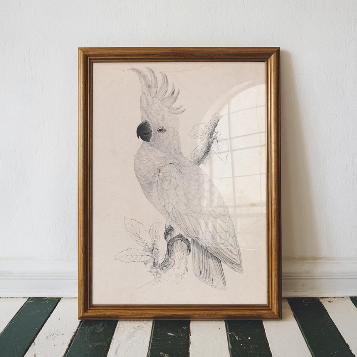 Lesser Crested Cockatoo Vintage Bird Sketch Antique Decor Illustration ...