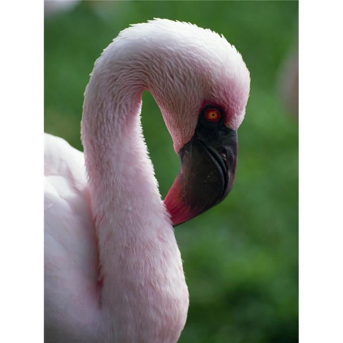 Lesser Flamingo Poster Print - Walmart.com