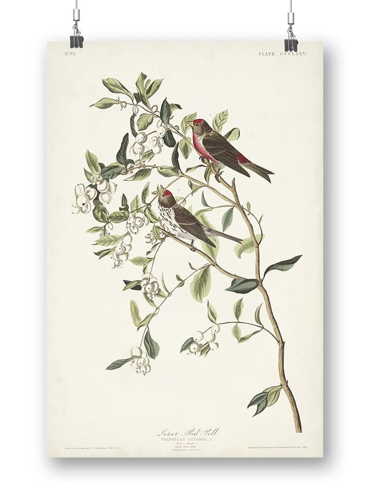 Lesser Red Poll Poster - John James Audubon Designs, - Walmart.com