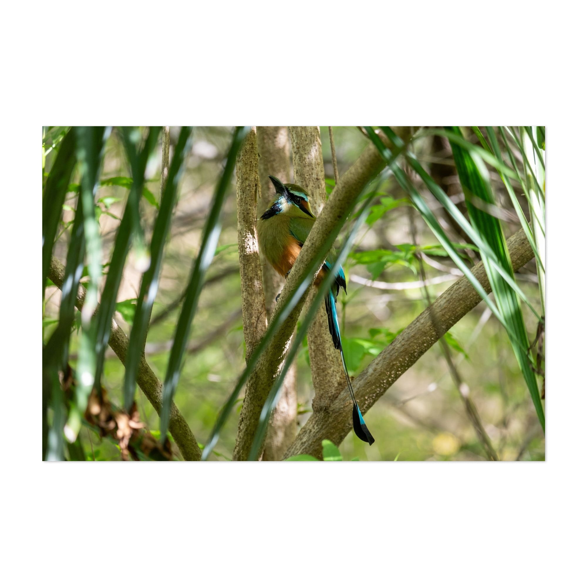 Lesson's Mot Mot - Photography Bird Wildlife Nature Tropical Woodland ...