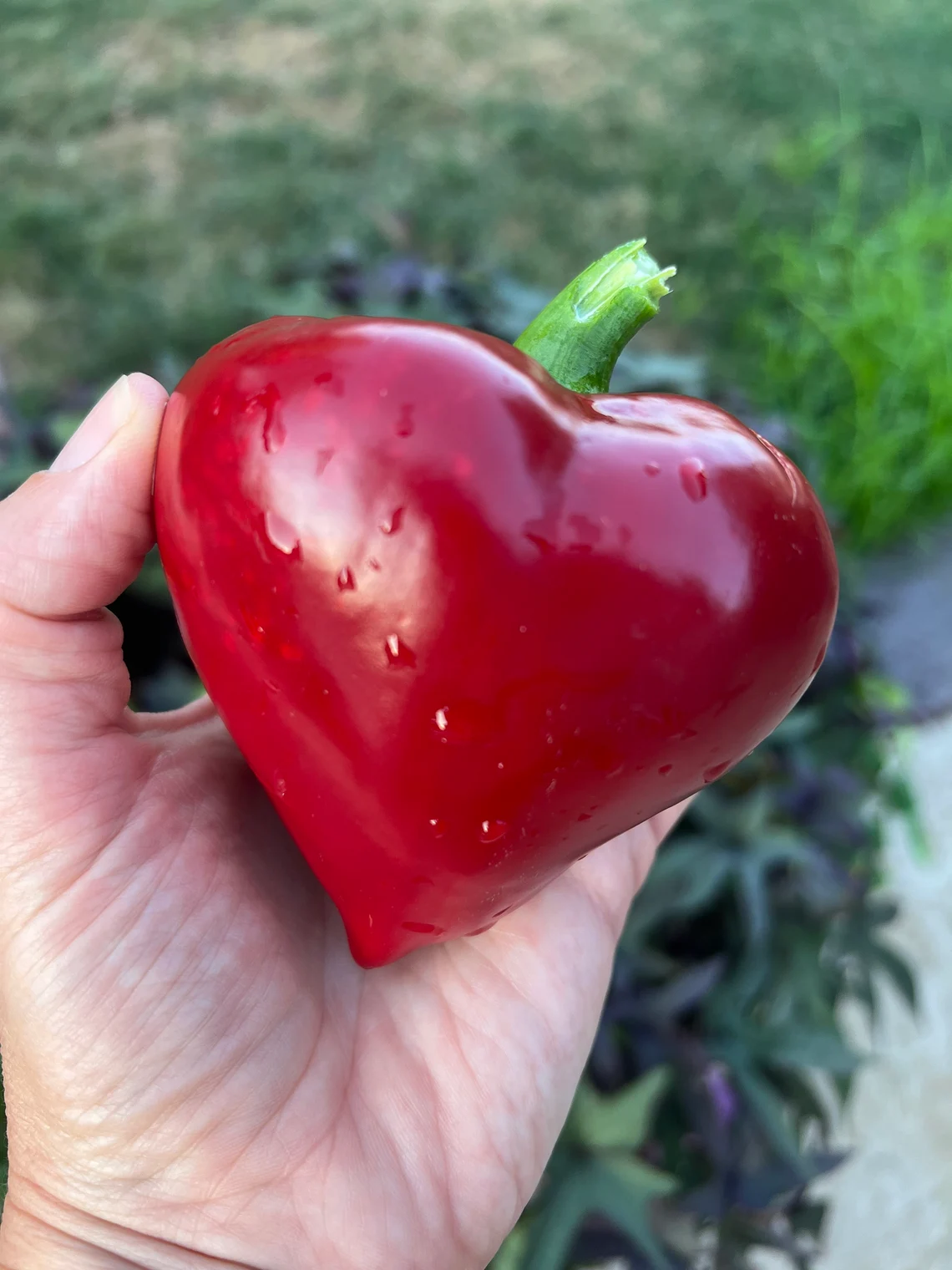 Sherwood Seeds 10 Heirloom Lesya Red Pepper Plant Seeds, Thick Flesh - Walmart.com