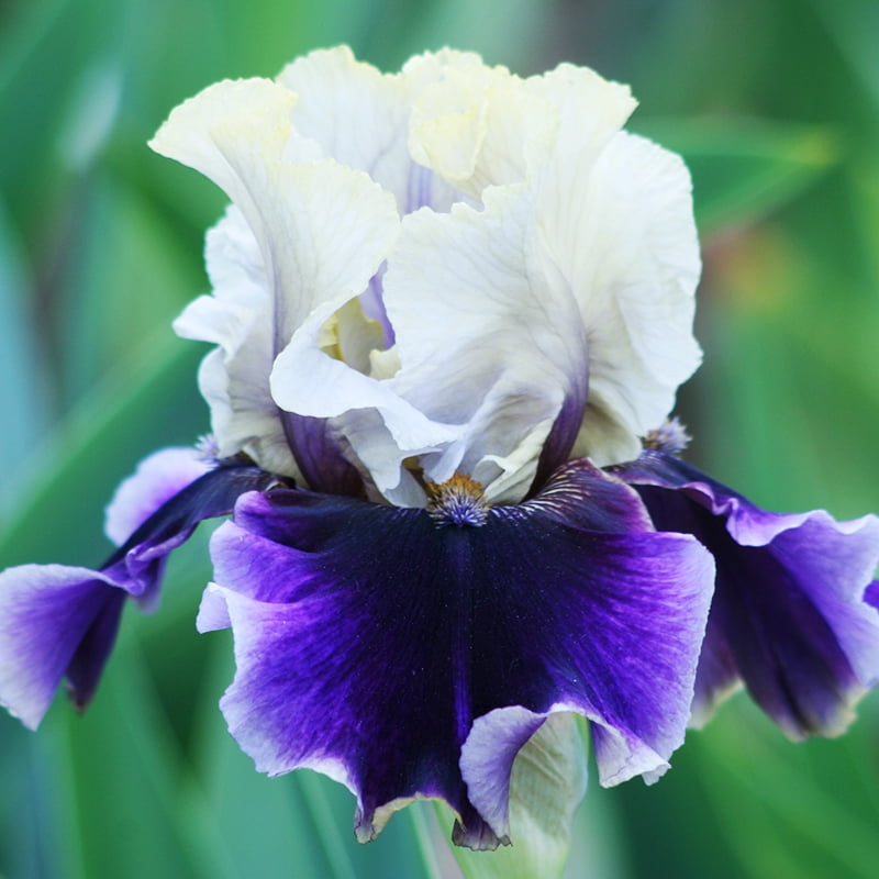 Let's Romp Bearded Iris Flower Bulbs - Pleasantly Scented - Deer ...