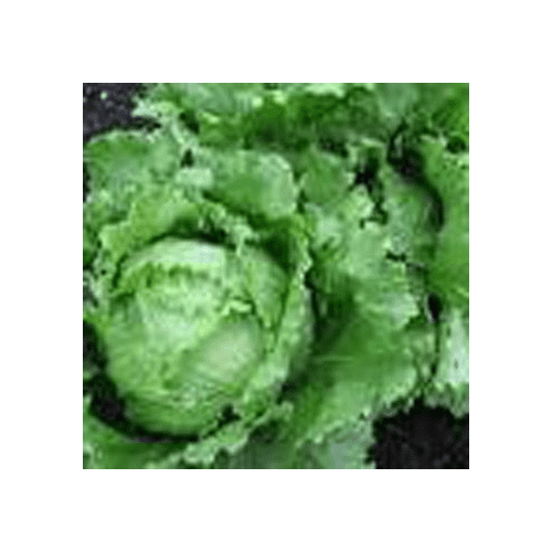 Lettuce Crisphead Salina Great Heirloom Vegetable Seeds by Seed Kingdom ...
