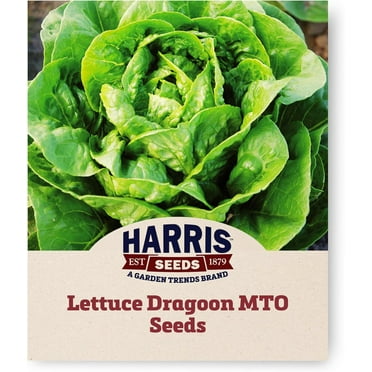 6 Chestnut Tree Seeds for Planting - Walmart.com