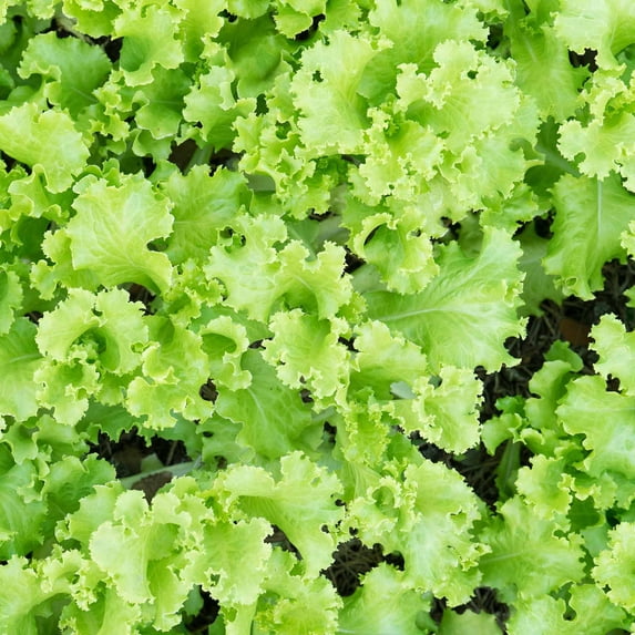 Lettuce Garden Seeds - Black Seeded Simpson - 4 Oz - Non-GMO, Heirloom ...