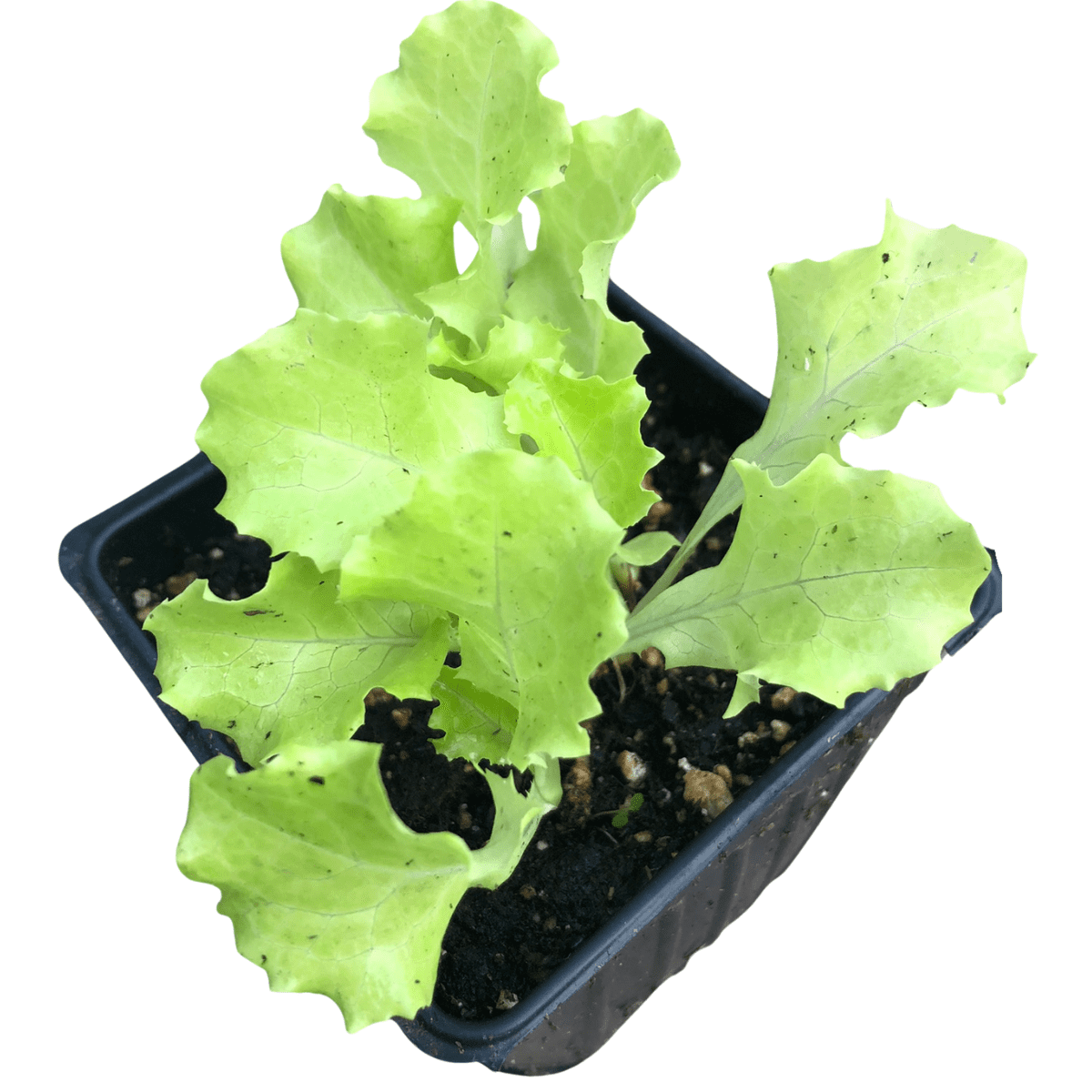 Lettuce, Grand Rapids (Lactuca sativa) 200 Seeds (0.2 grams) by Smoke ...