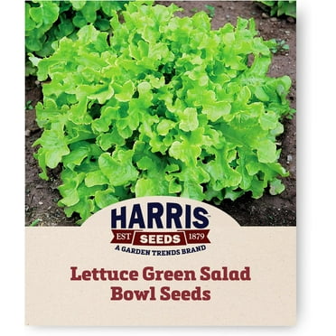 Seedville 250 Golden Marguerite Daisy Plant Seeds - Walmart.com