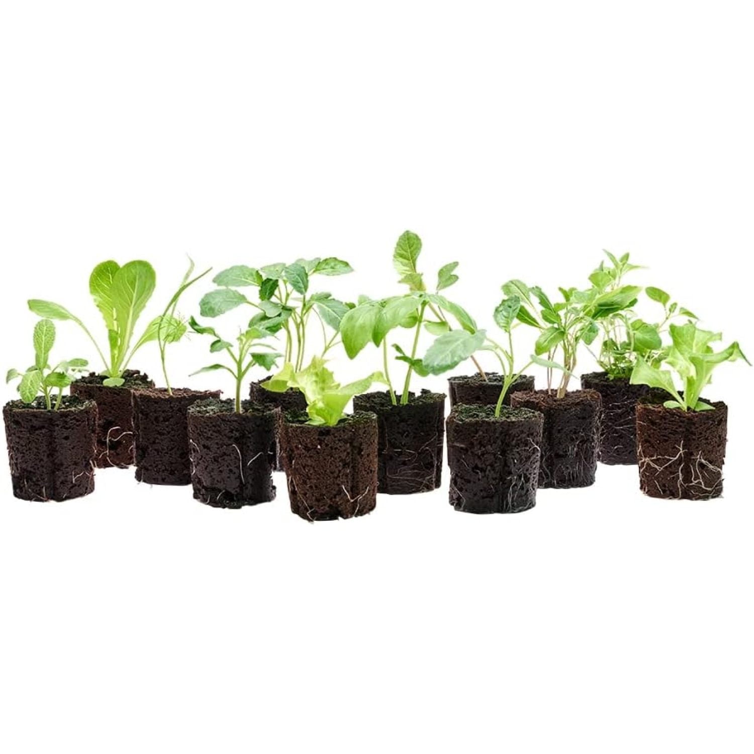 Lettuce Grow Indoor Seedlings Bundle - Live Plants to Kickstart Your ...