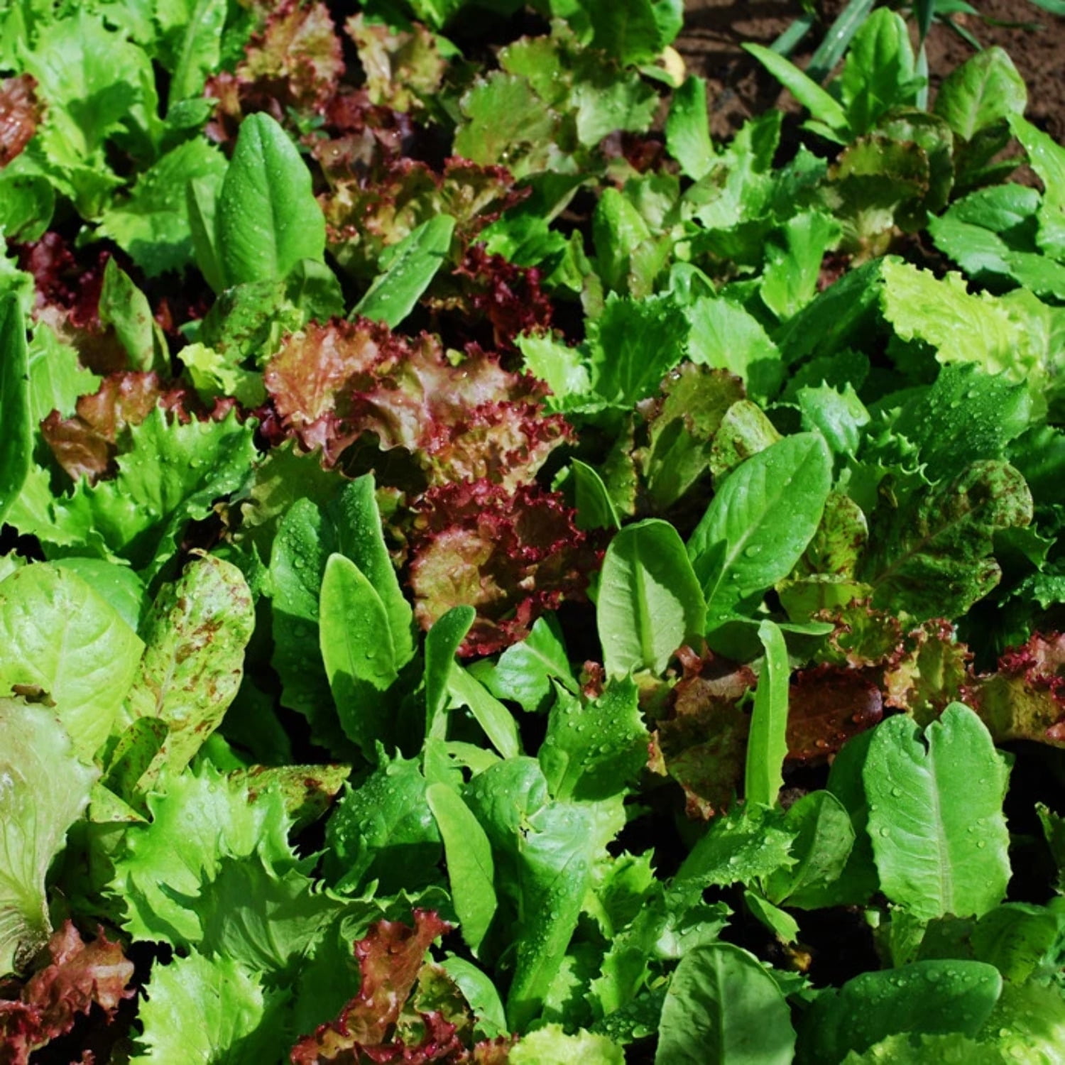 Lettuce Heirloom Cutting Blend Organic Seed - Walmart.com