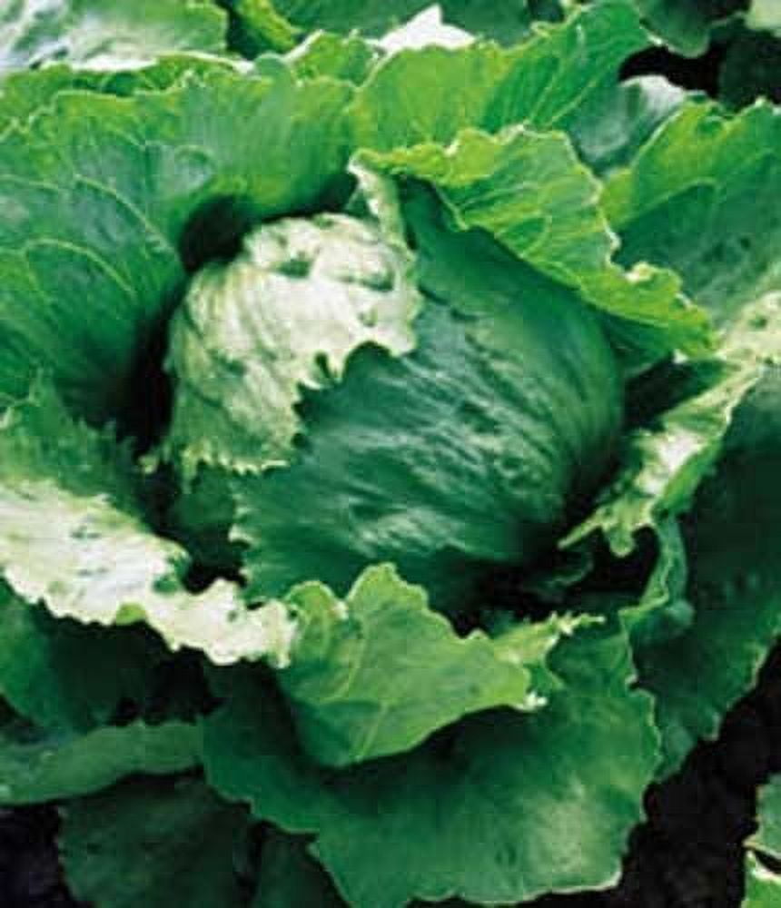 Lettuce Iceberg Great Heirloom Vegetable 5,000 Seeds - Walmart.com