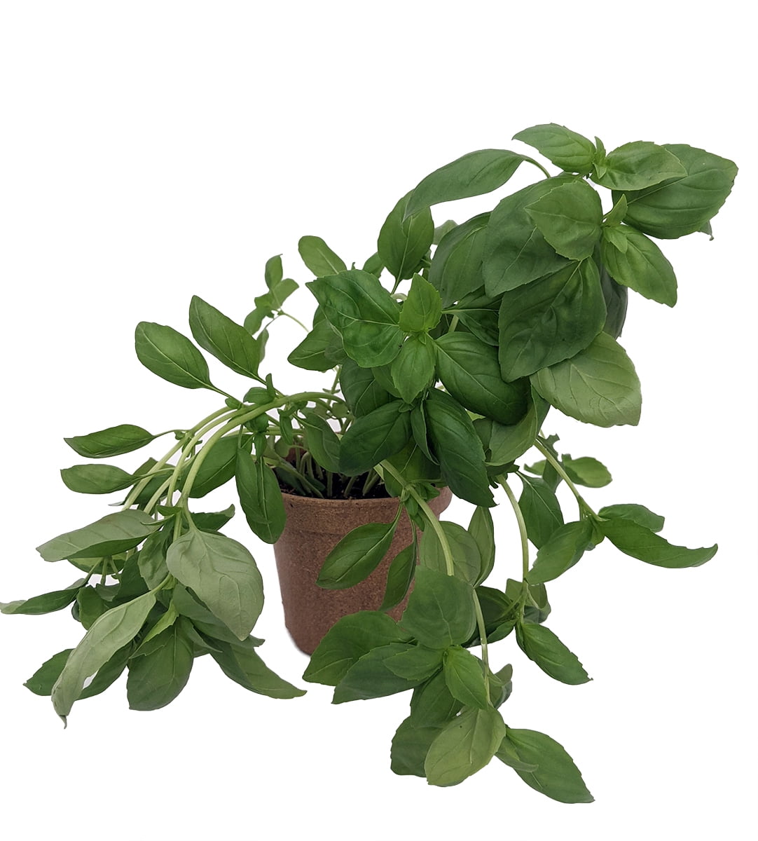 Lettuce Leaf Basil - Slightly Spicy, Aromatic -Potted Live Plant - 6 ...