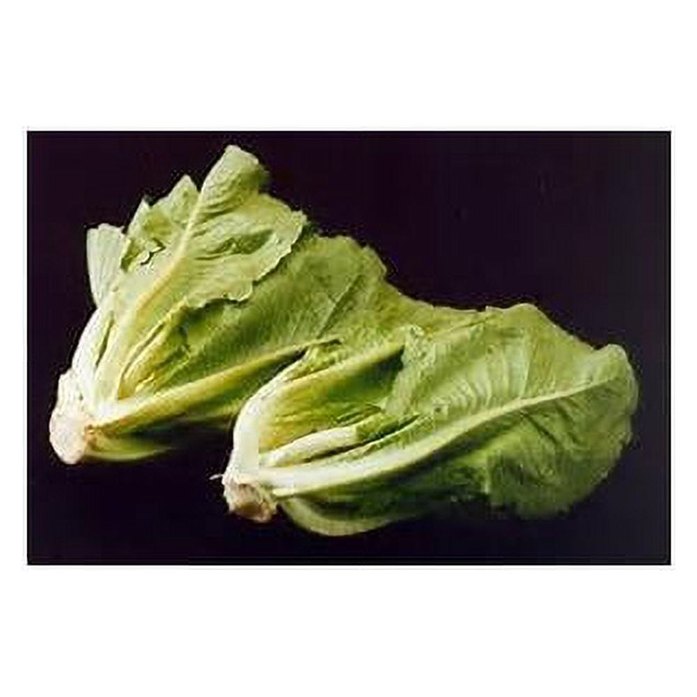 Lettuce Little Gem Cos Great Heirloom Vegetable By Seed Kingdom 2,000 ...