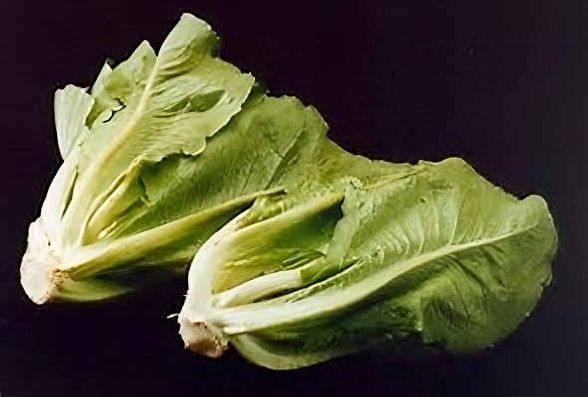 Lettuce Little Gem Cos Great Heirloom Vegetable by Seed Kingdom Bulk 1/4 Lb Seeds - Walmart.com