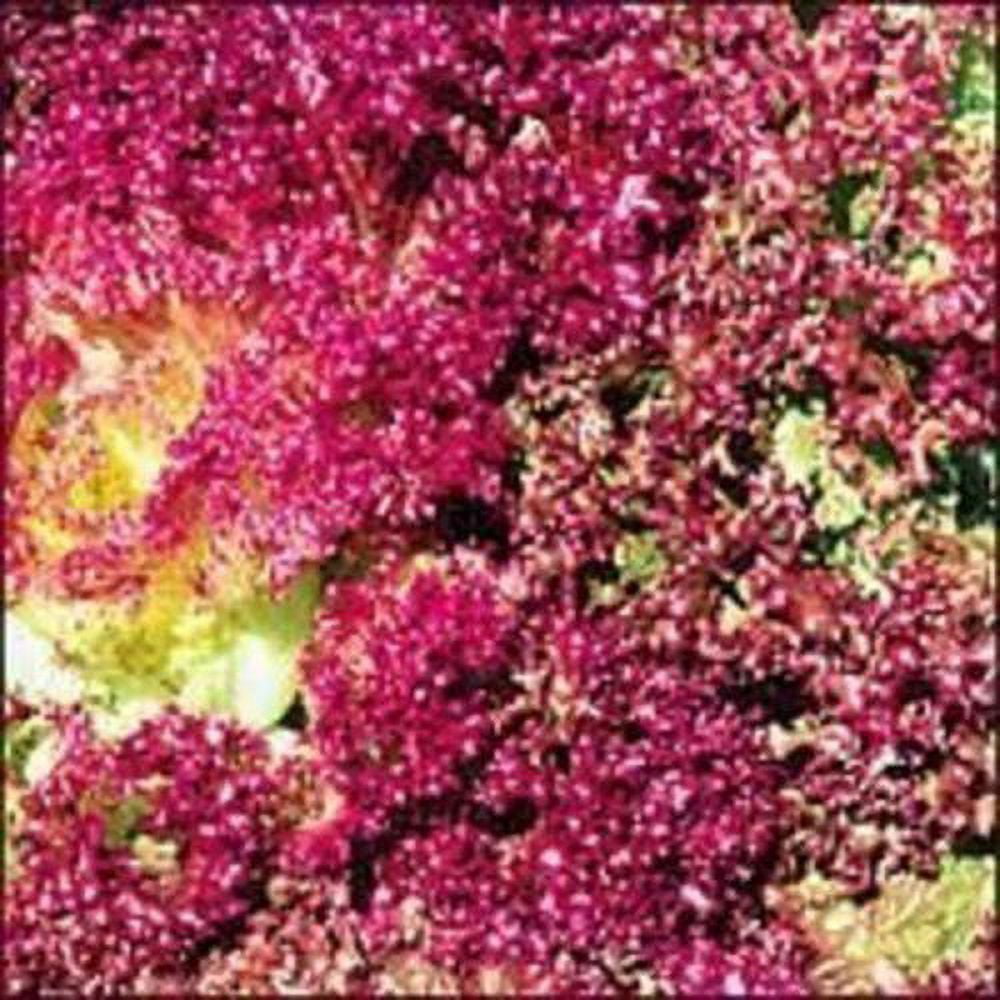 Lettuce Lollo Rosso (aka Lolla Rossa) Great Heirloom Vegetable 500 ...