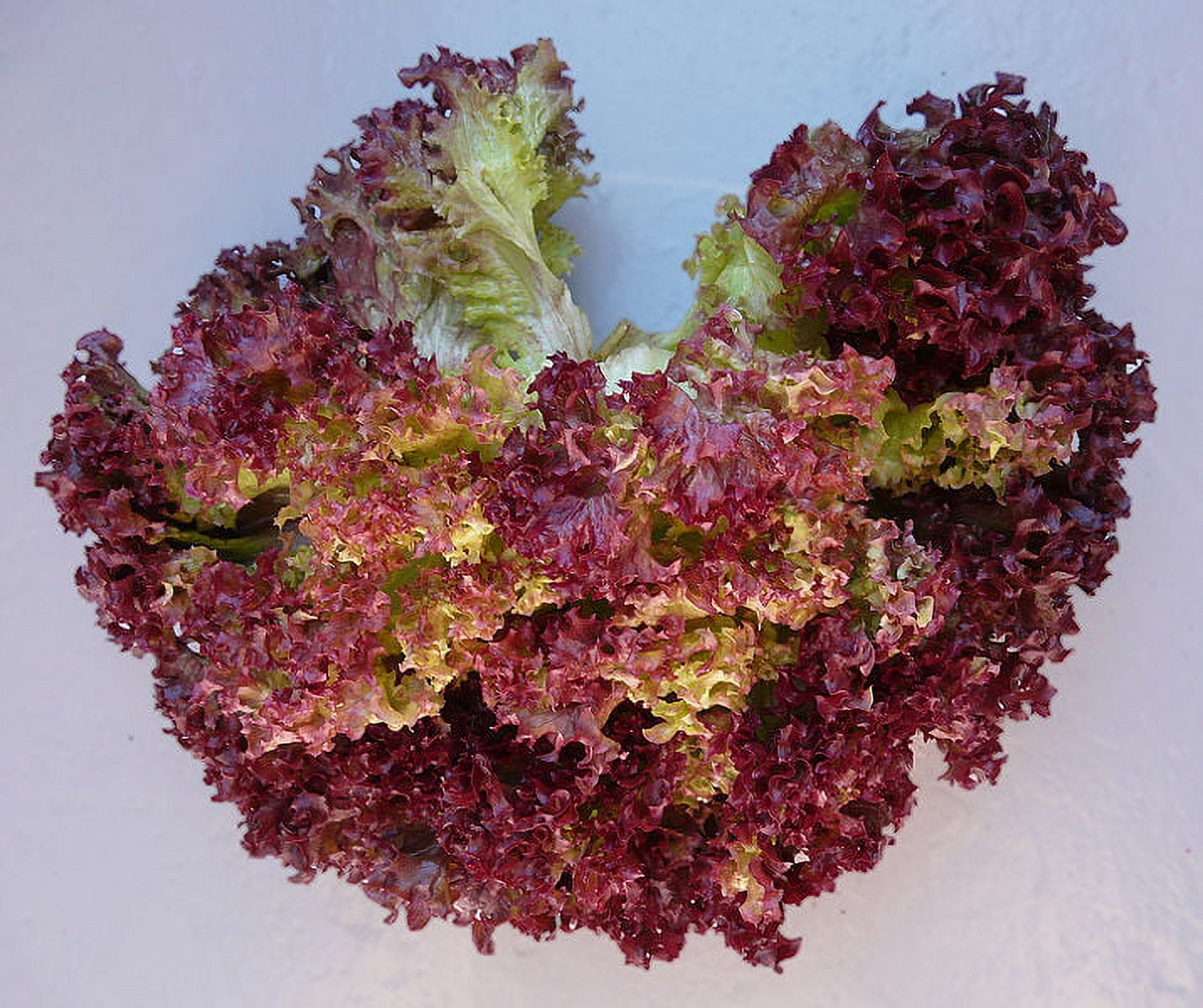 Lettuce Lollo Rosso (aka Lolla Rossa) Great Heirloom Vegetable by Seed ...