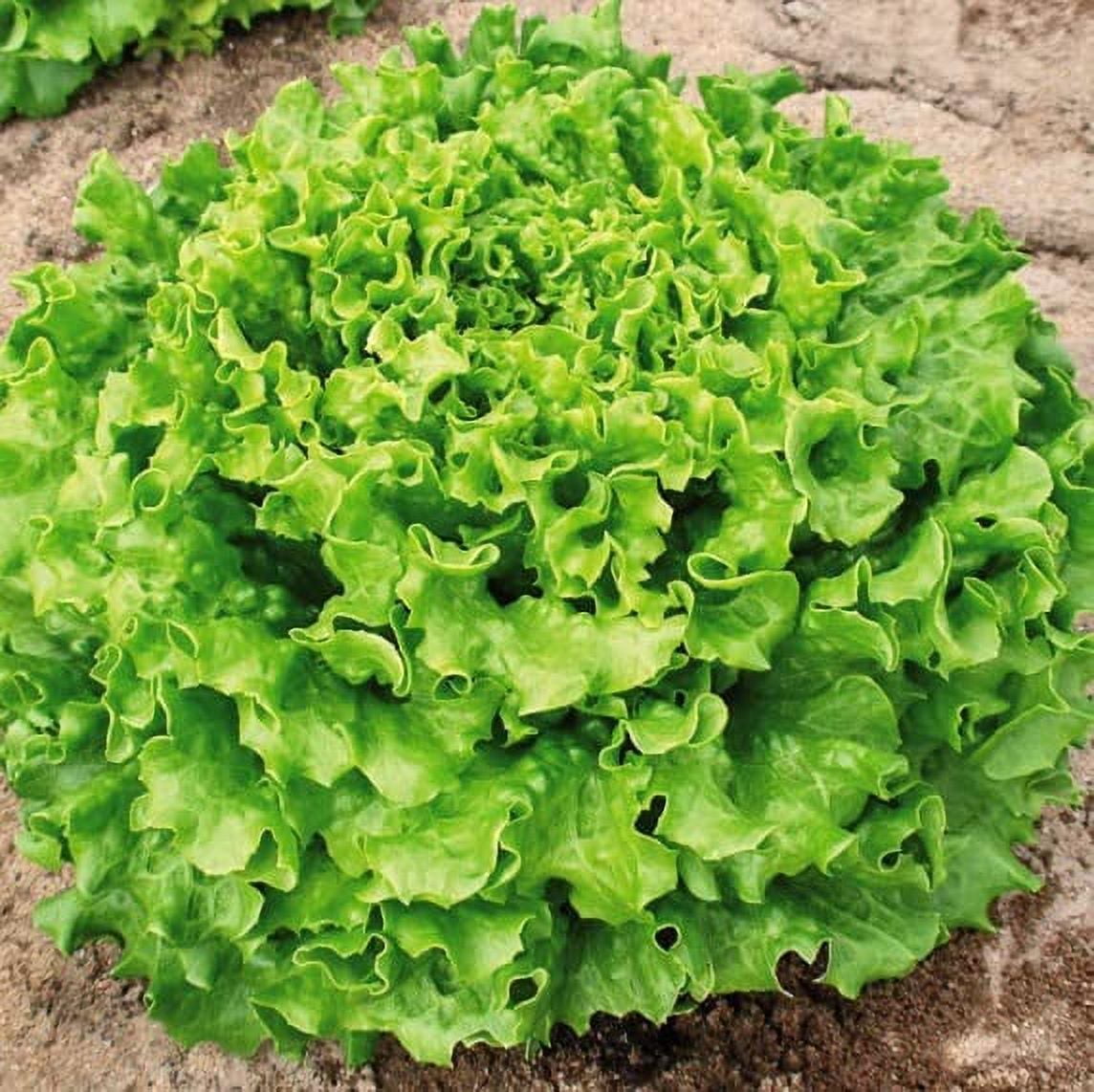 Lettuce Muir MTO Organic Seeds for Planting (50 Seeds) - Walmart.com