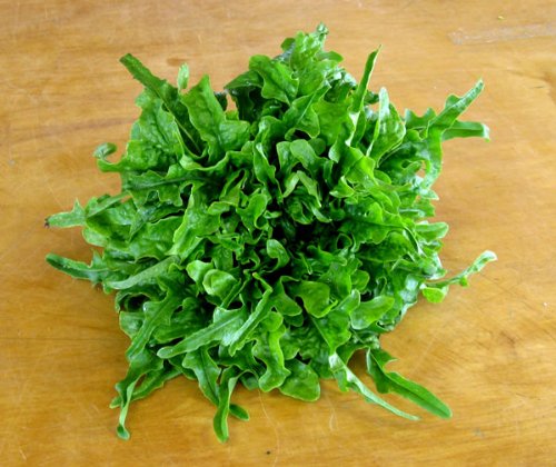 Lettuce Oakleaf Royal Great Heirloom Vegetable by Seed Kingdom 1 Oz ...
