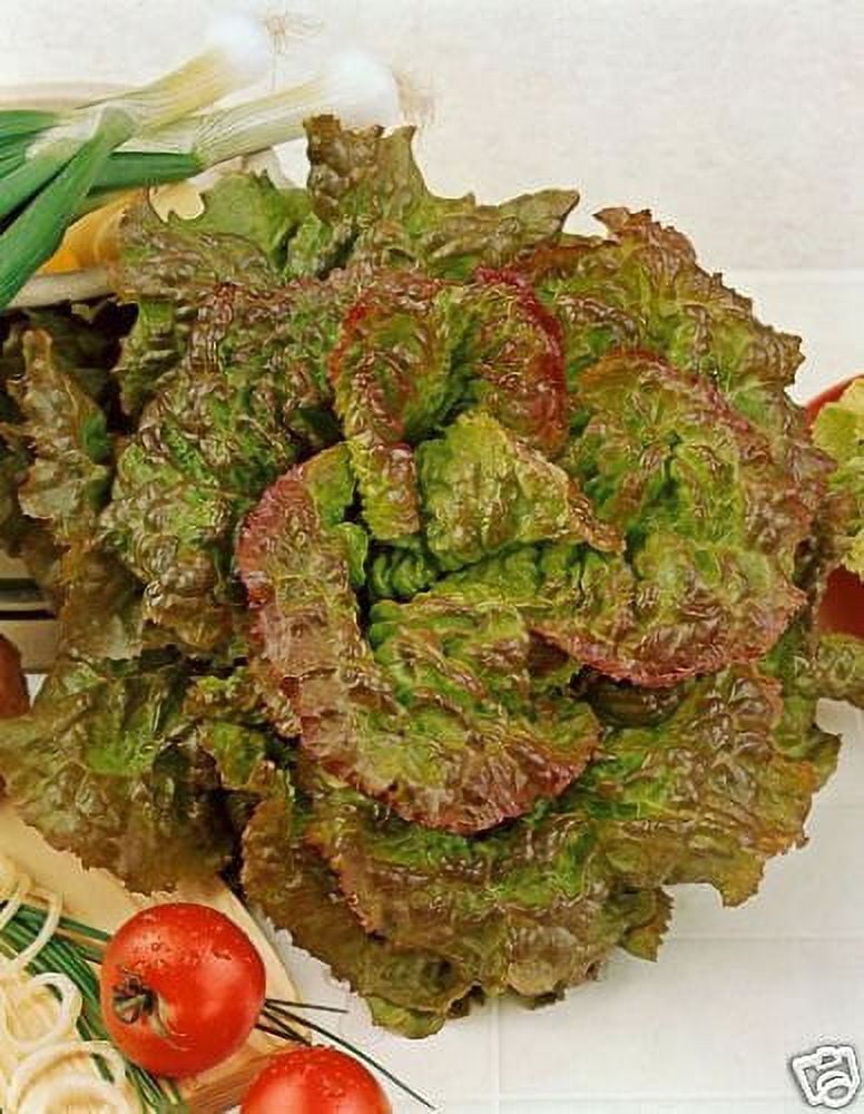 Lettuce Prizehead Great Heirloom Vegetable 1,000 Seeds - Walmart.com