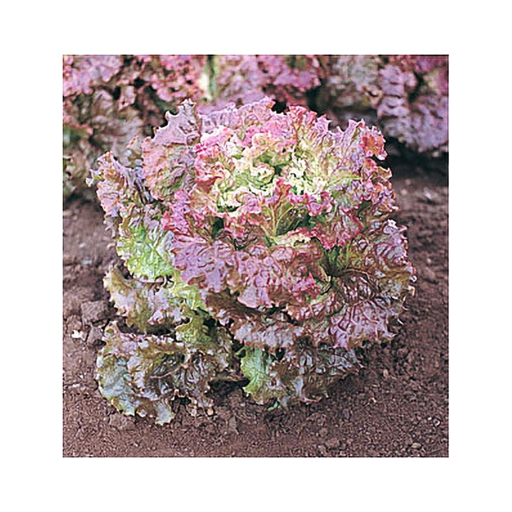 Lettuce Red Sails Great Heirloom Vegetable Seeds by Seed Kingdom (1/4 ...