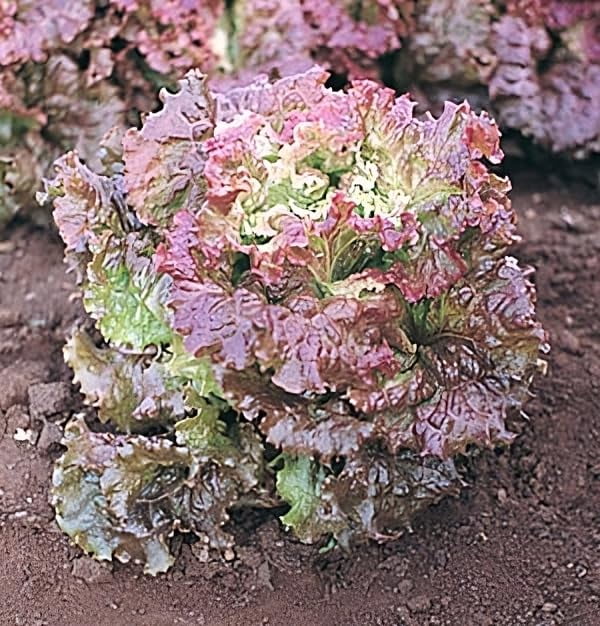 Lettuce Red Sails Great Heirloom Vegetable by Seed Kingdom 1 Lb Seeds ...