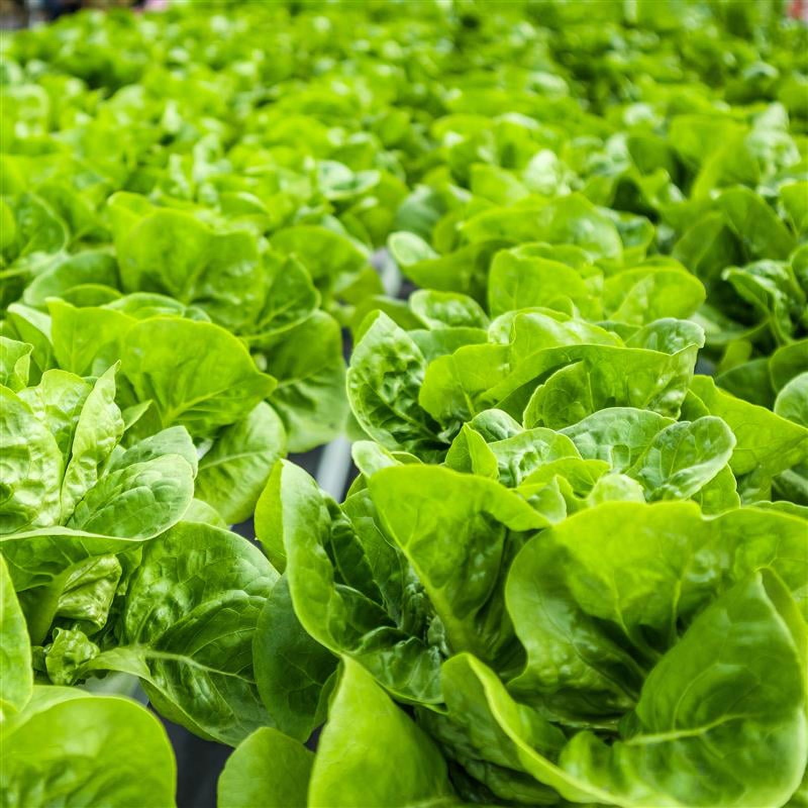 Lettuce Seeds – Butterhead – All Year Round 1 Gram ~900 Seeds – Non-GMO ...