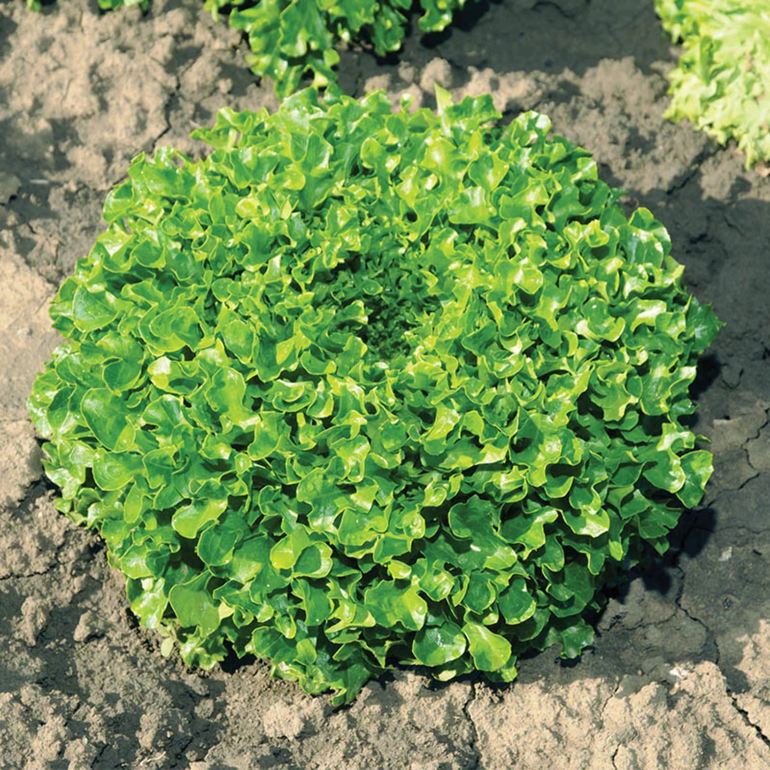 Lettuce Seeds - Hampton Mto Organic Variety Lettuce Seeds - Non-GMO ...