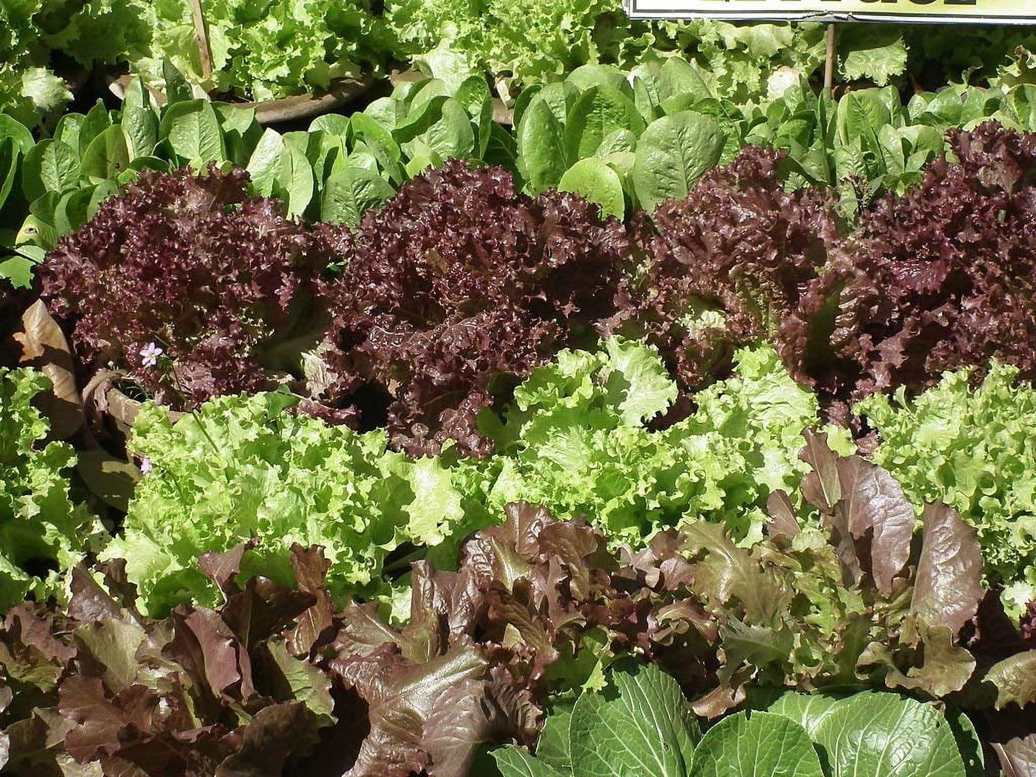 Lettuce Seeds - Hydroponic Mix - MVR1 Heirloom and Open Pollinated ...