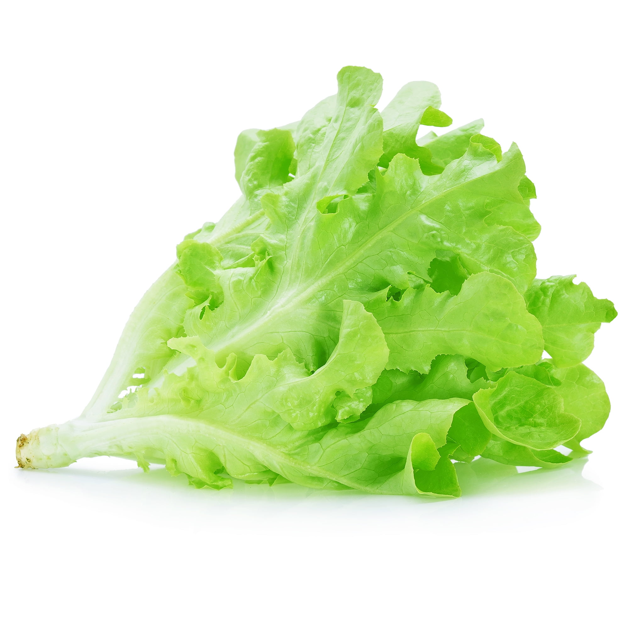 Lettuce Seeds - Leaf - Royal Oakleaf - .25 Oz ~6,250 - Lactuca sativa ...