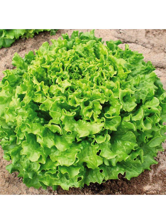 Lettuce Seeds in Seed Gardening - Walmart.com