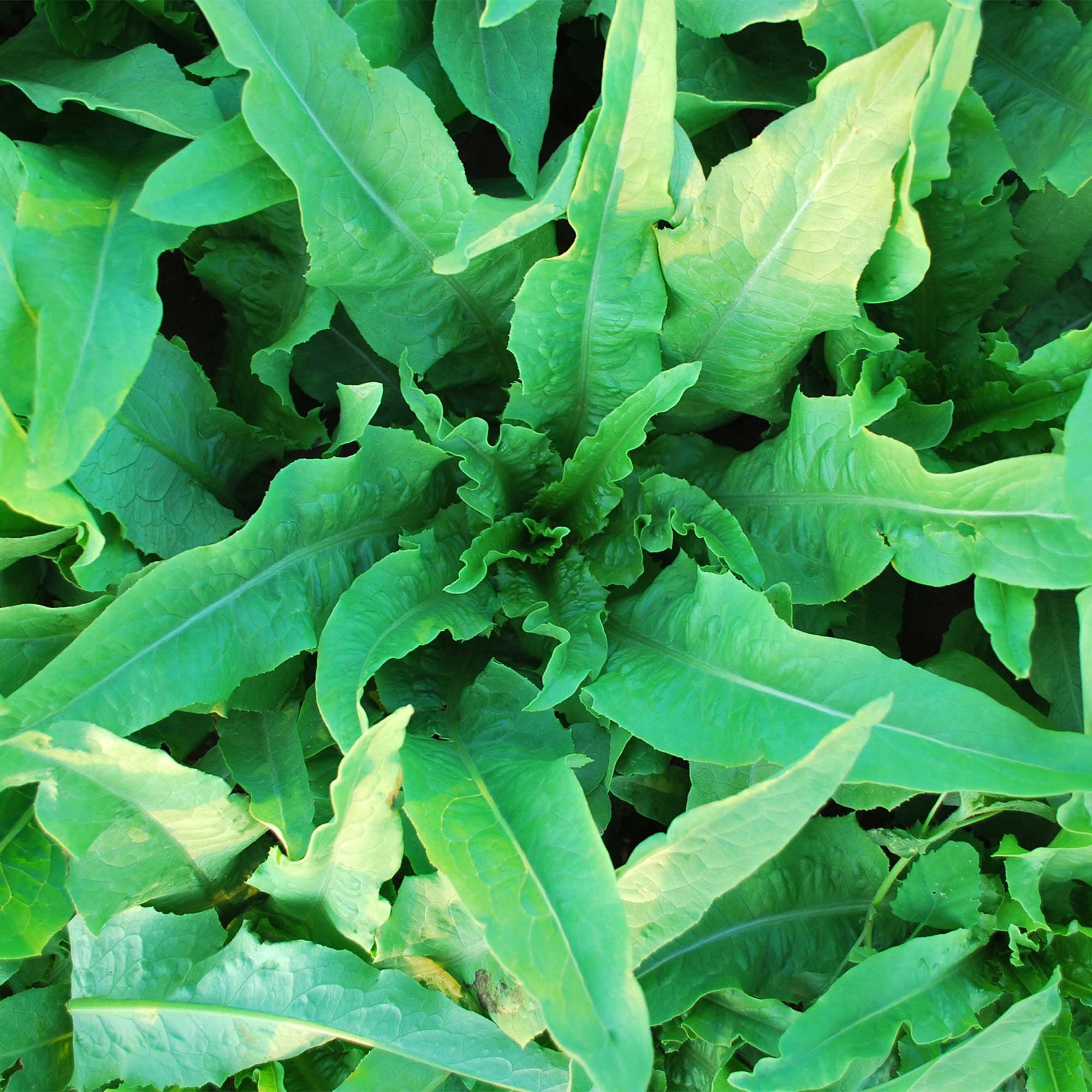 Lettuce Seeds - New Yu Mai - 2 g Packet ~1584 Seeds - Non-GMO, Heirloom ...
