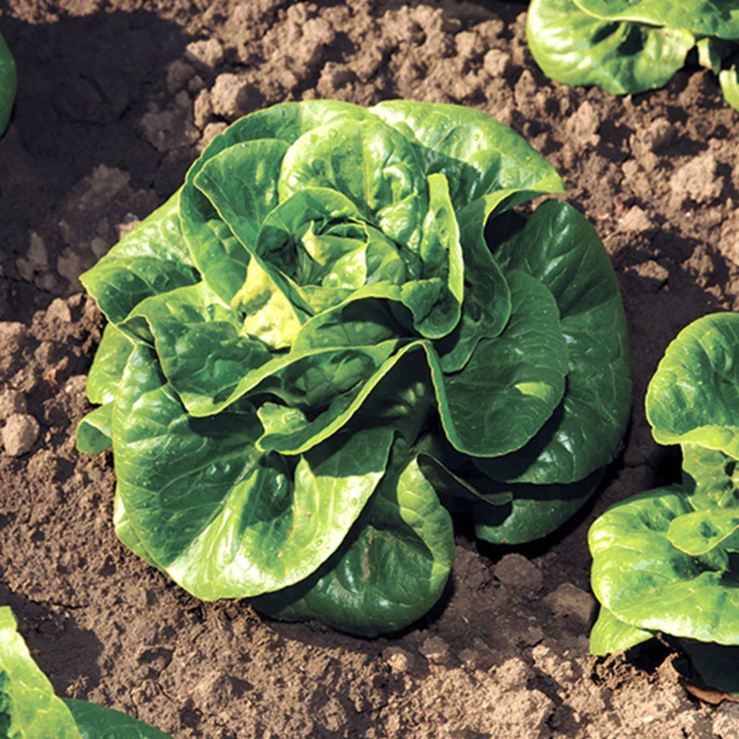 Lettuce Seeds - Newham Mto Organic Variety Lettuce Seeds - Non-GMO - 50 ...