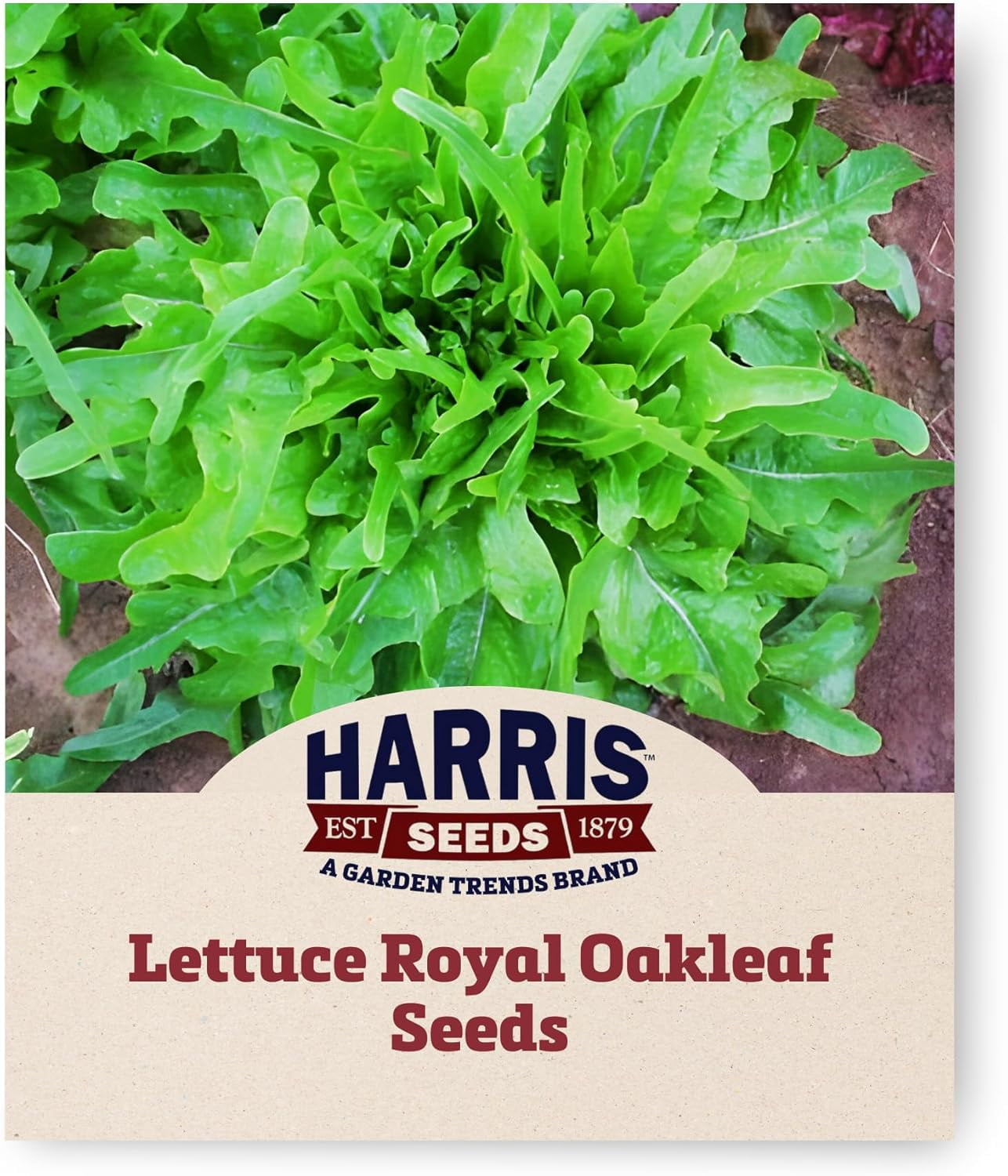 Harris Seeds - Lettuce Seeds Royal Oakleaf Variety Sweet Leaves - 0.5 ...