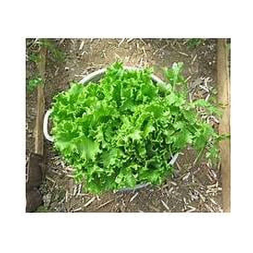 Lettuce Tango Great Heirloom Vegetable By Seed Kingdom BULK 40,000 ...